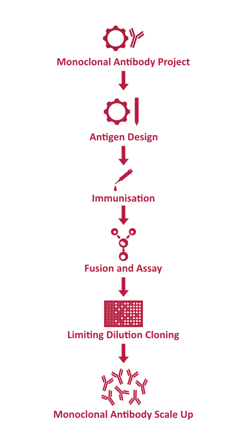 CUSTOM MONOCLONAL ANTIBODY PROJECTS - Antibody Production
